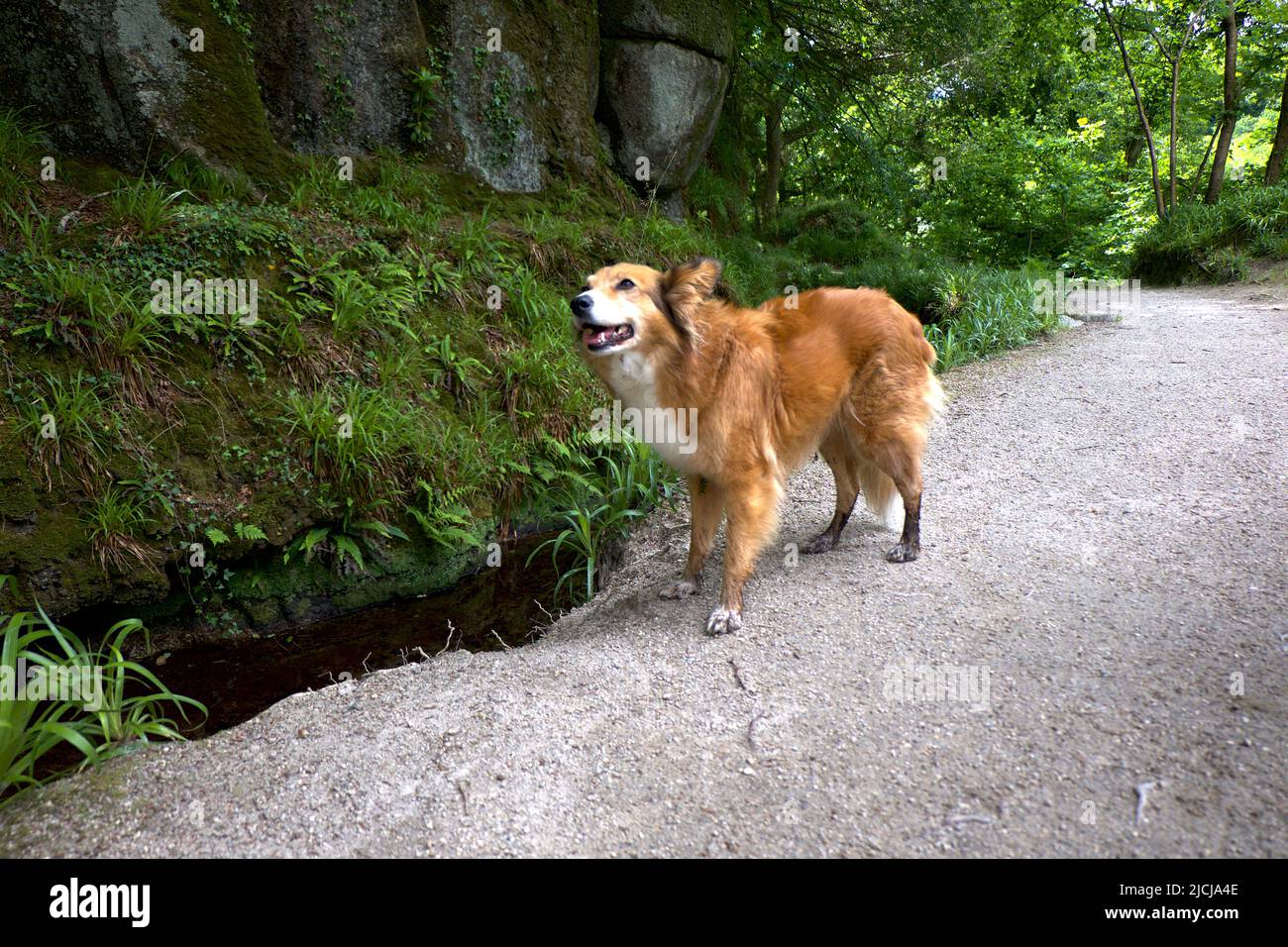 Dog Fox Hybrid Mammalian Hybrids Vulpine Stock Photo - Alamy
