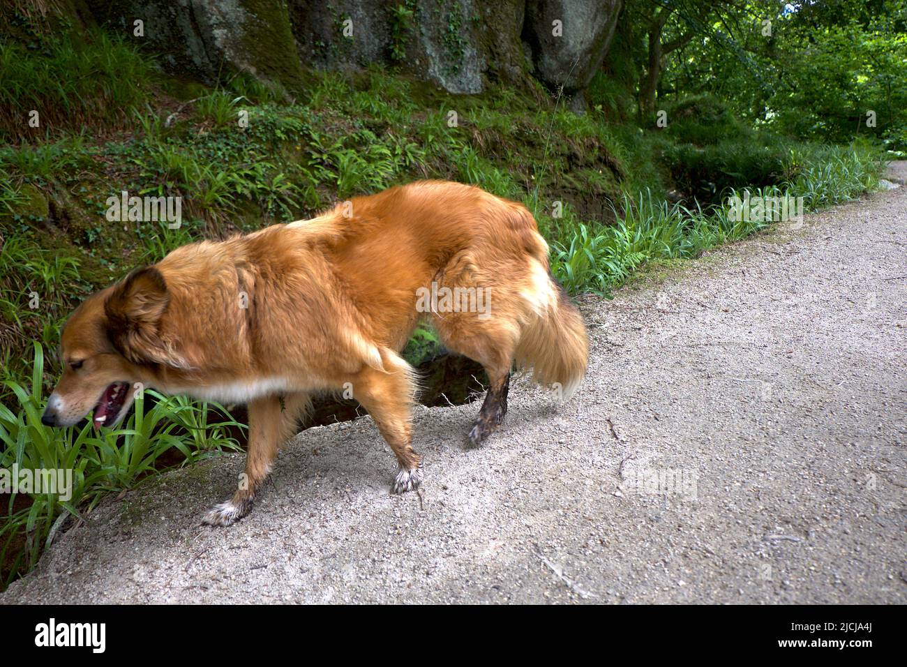 Dog Fox Hybrid Mammalian Hybrids Vulpine Stock Photo - Alamy