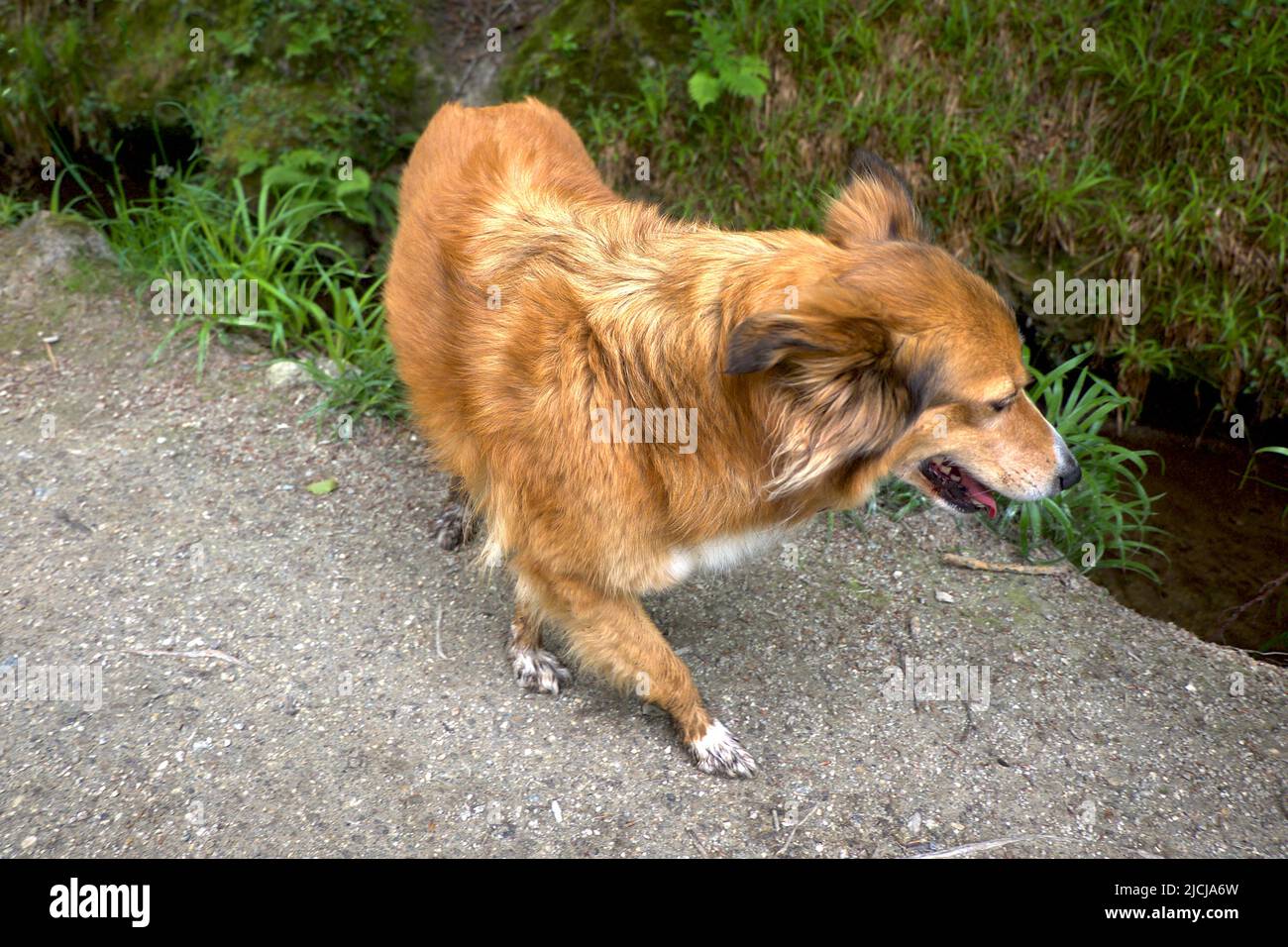 Vulpine hi-res stock photography and images - Alamy