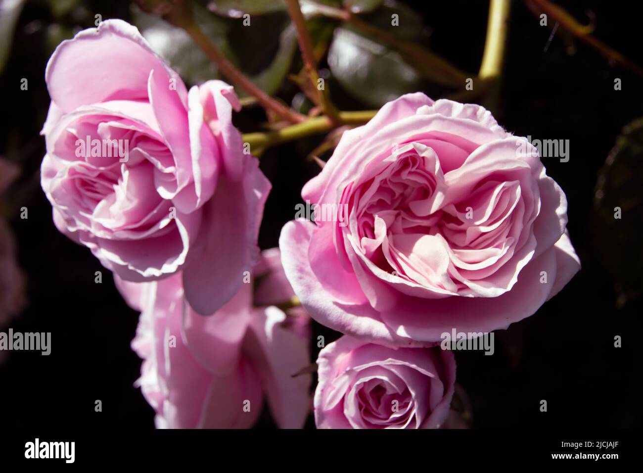 Up close shots flowers hi-res stock photography and images - Alamy