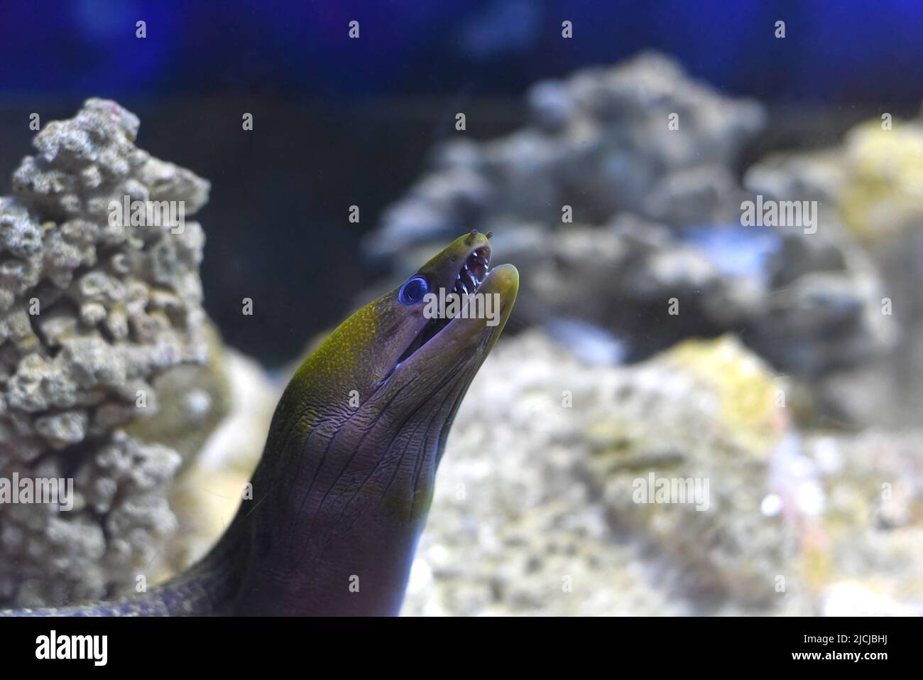 Eel aquarium hi-res stock photography and images - Alamy