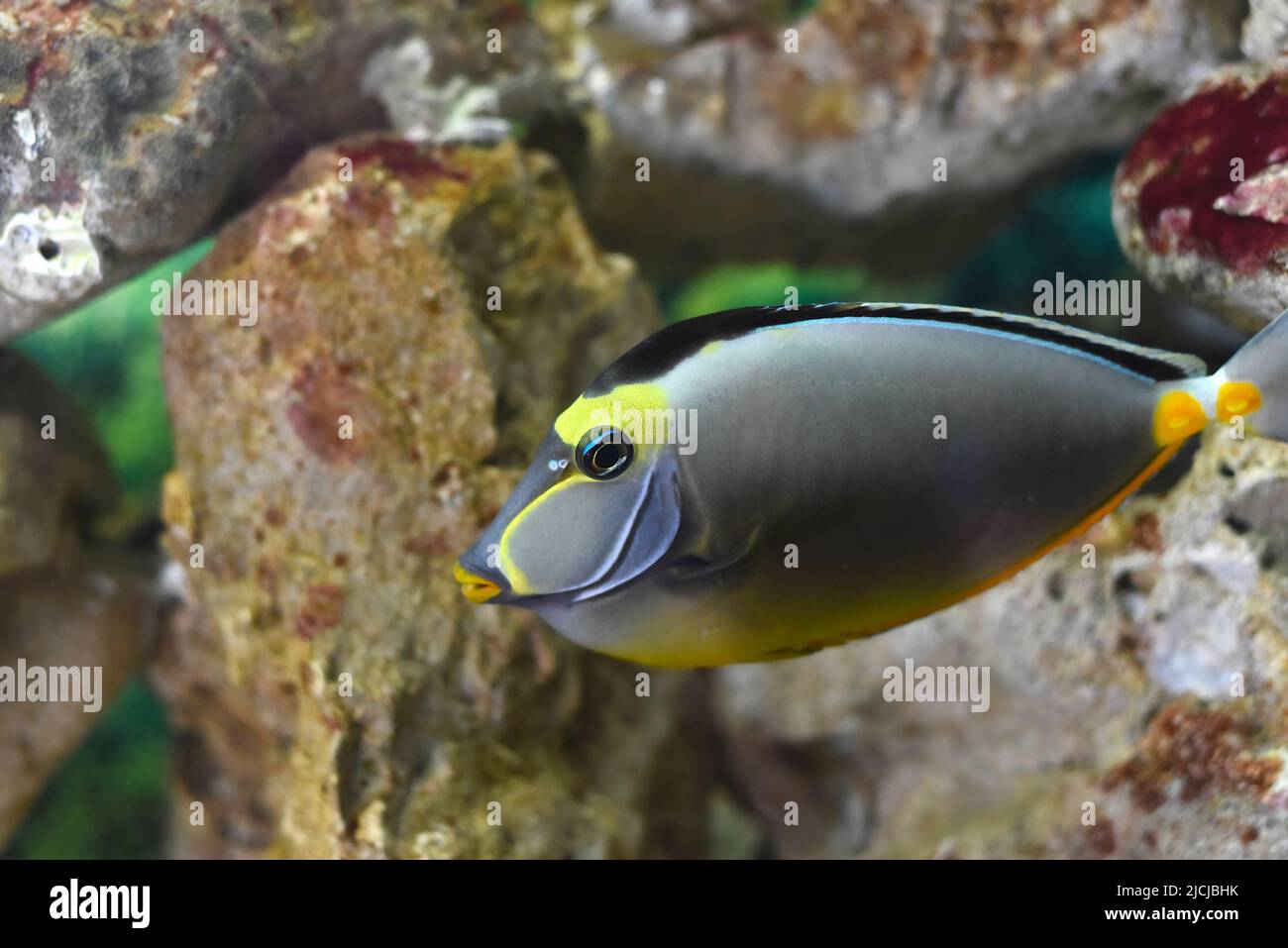 Naso Tang fish in aquarium closeup Stock Photo - Alamy