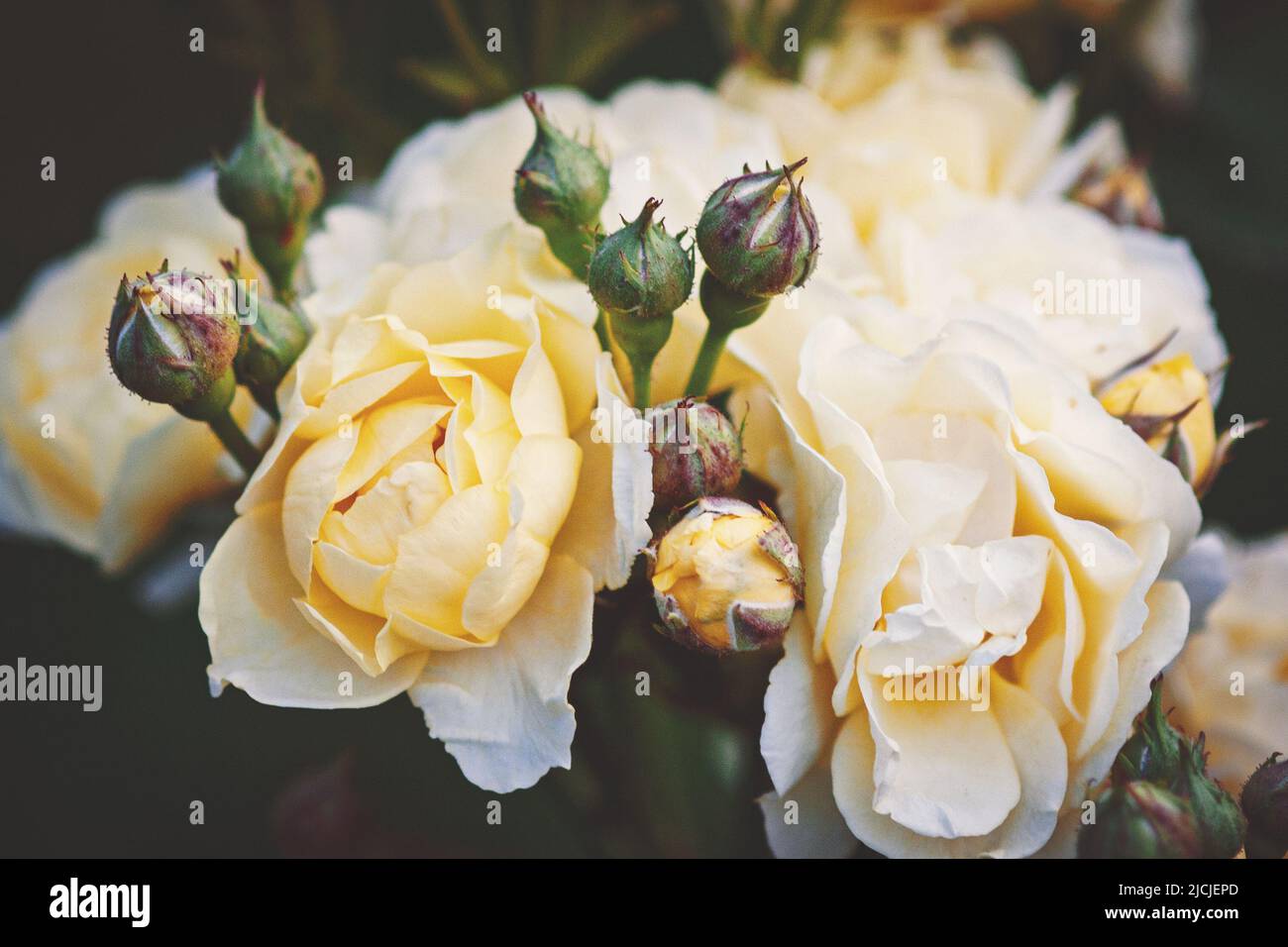 Pale yellow roses hi-res stock photography and images - Alamy