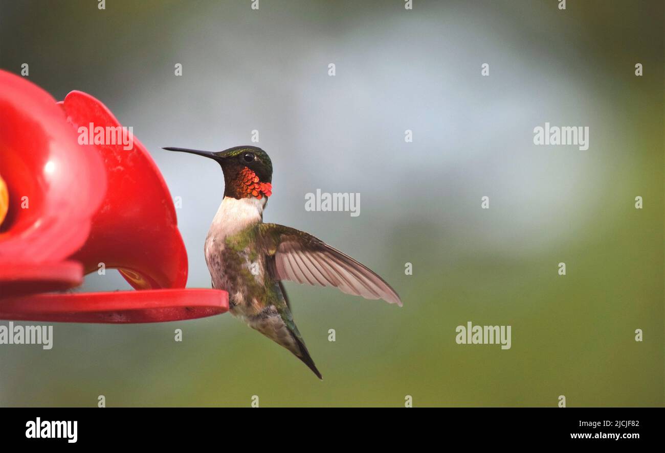 Male Ruby Throated Hummingbird at feder Stock Photo - Alamy