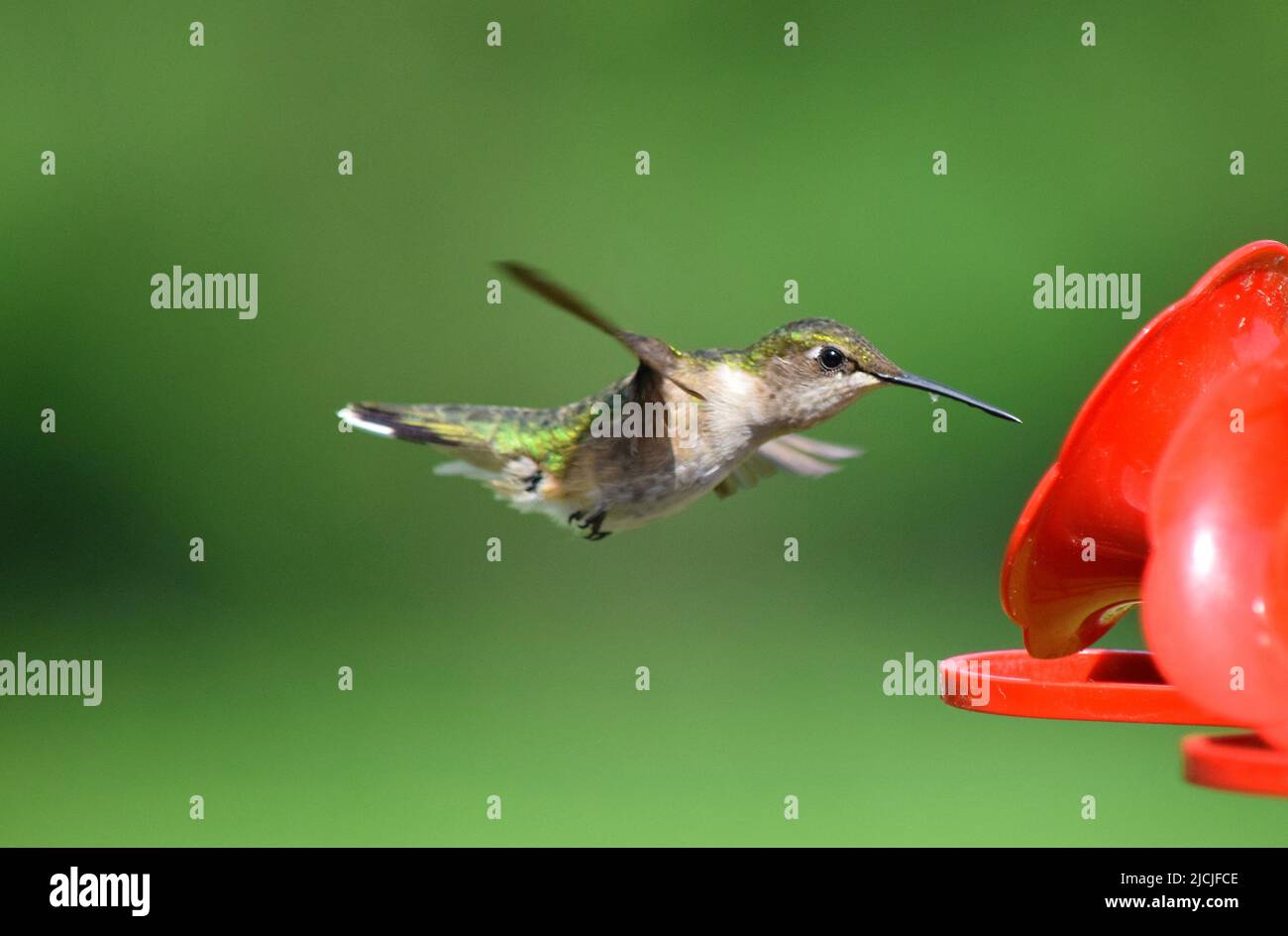 A female humming bird feeding at a hummingbird feeder Stock Photo - Alamy