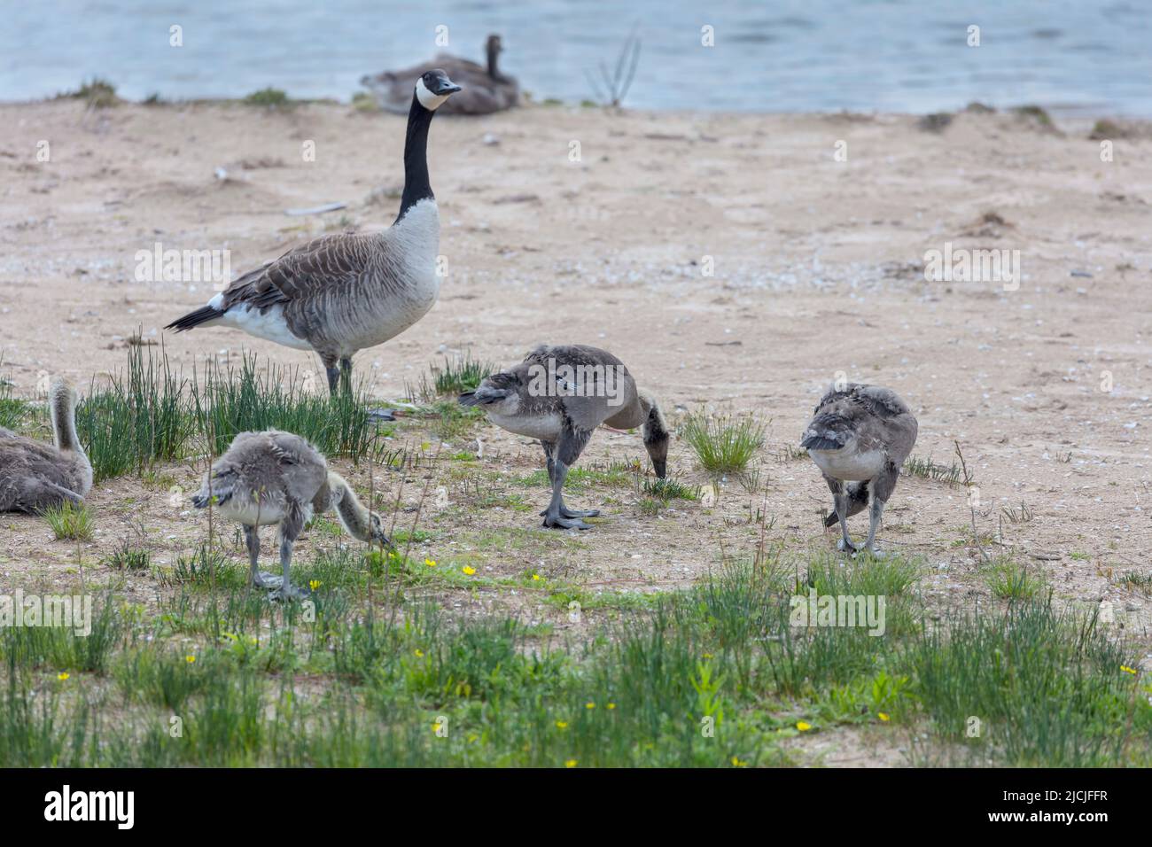 Canada goose (Branta canadensis) with goslings on the shore of lake ...
