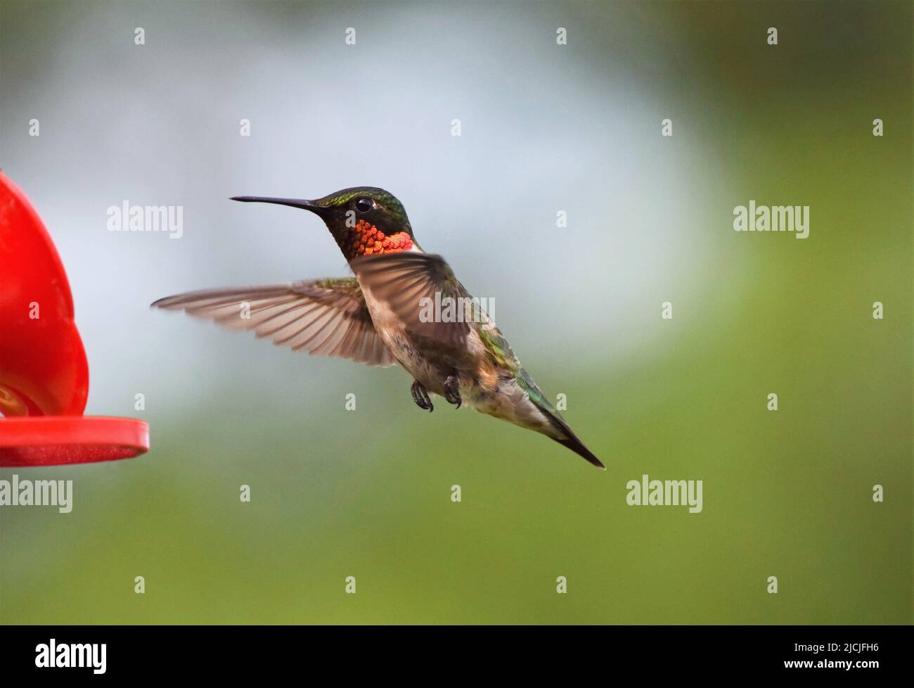Male Ruby Throated Hummingbird at feeder Stock Photo - Alamy