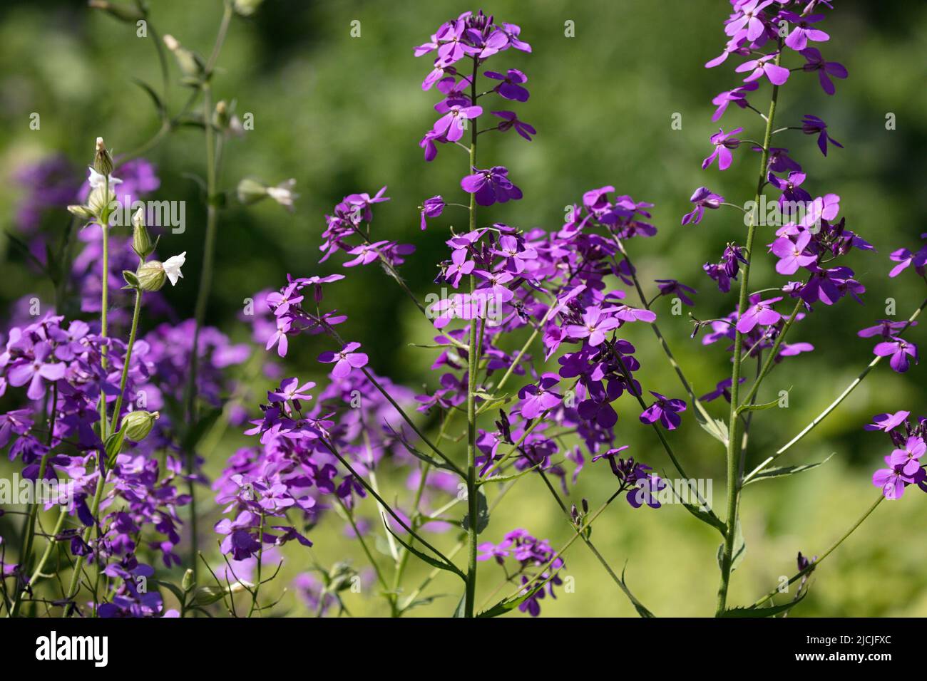 Queens gilliflower hi-res stock photography and images - Alamy