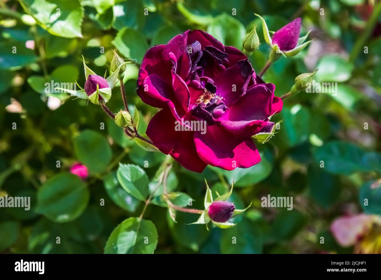 Deep purple rose hi-res stock photography and images - Alamy
