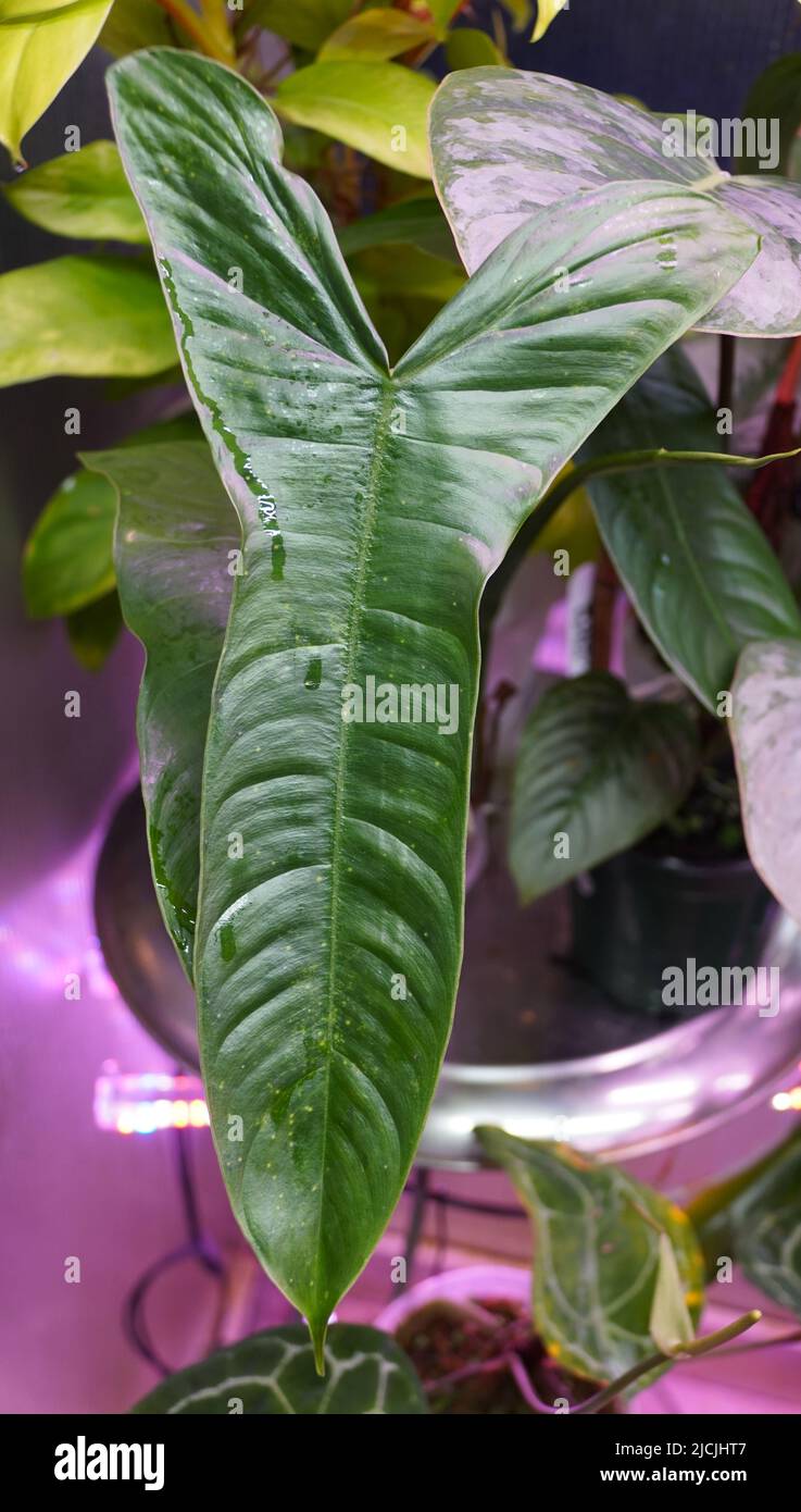 Sharoniae hi-res stock photography and images - Alamy