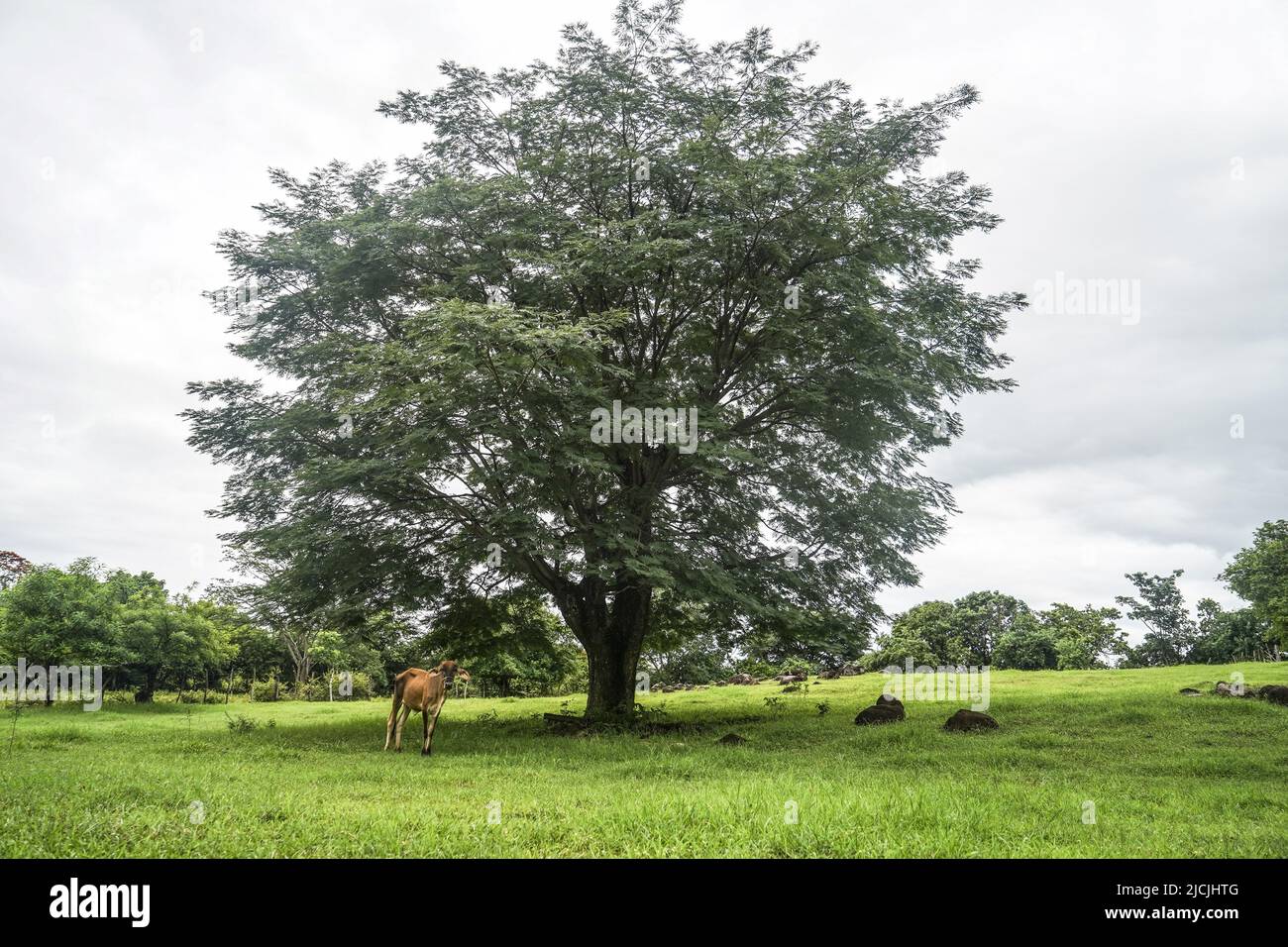 San Vicente, El Salvador. 13th June, 2022. A skinny cow seen under a ...