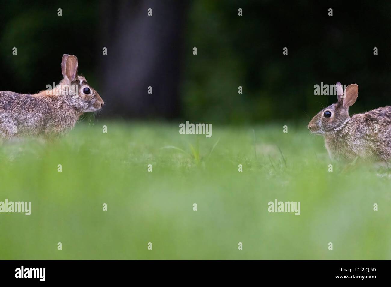 Two males eastern cottontail (Sylvilagus floridanus) fighting in spring ...