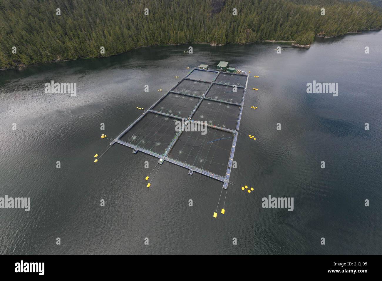 Atlantic Salmon farm in the SouthWest Coast of Vancouver Island ...