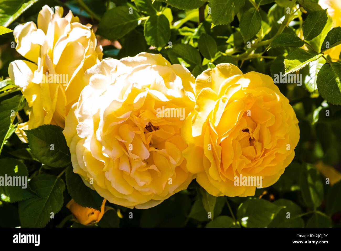 Two yellow roses look like headlights Stock Photo - Alamy