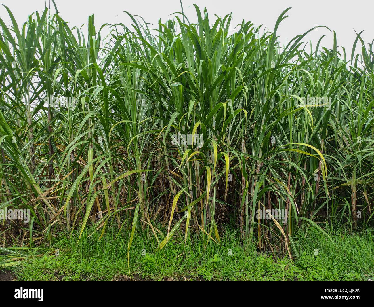 Sugarcane field with full grown crop, agricultural conditions in ...