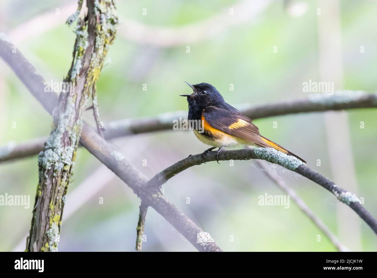 American redstart and singing hi-res stock photography and images - Alamy