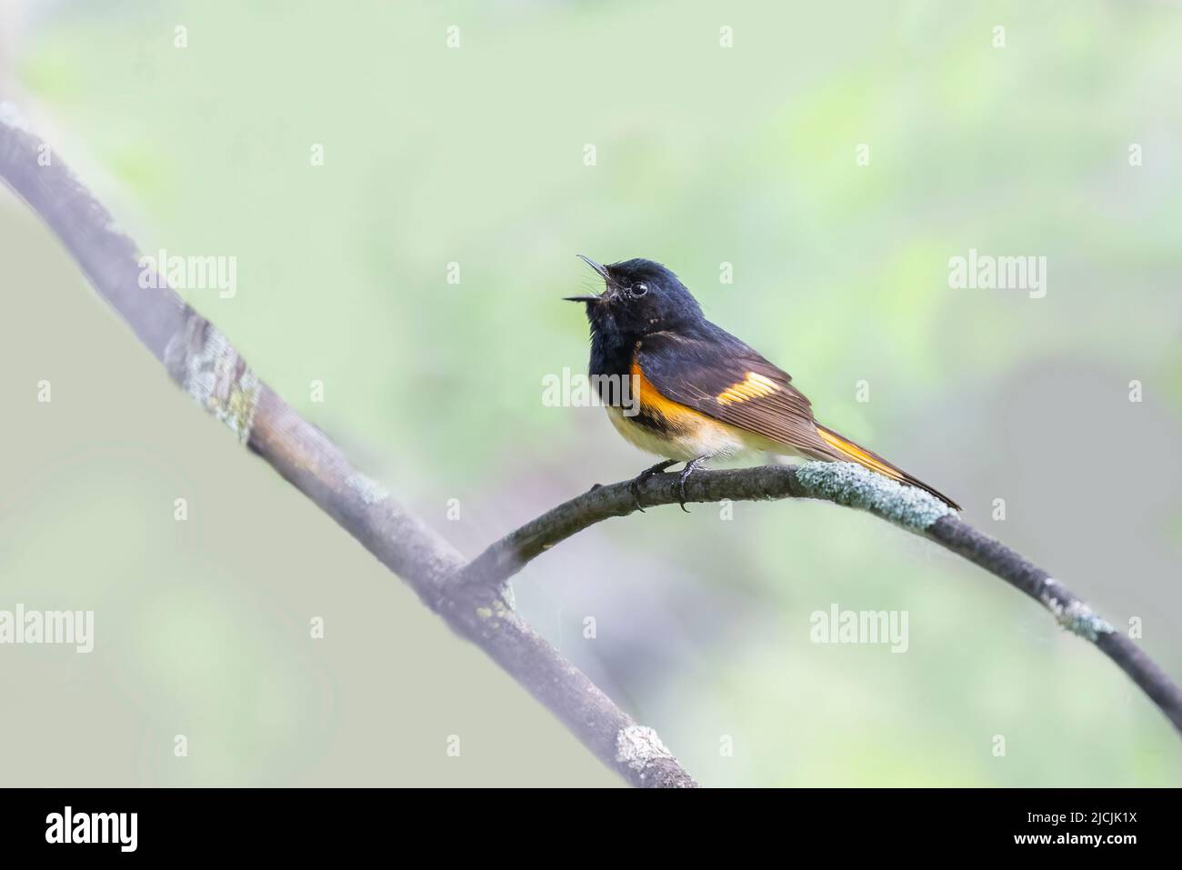 American redstart and singing hi-res stock photography and images - Alamy