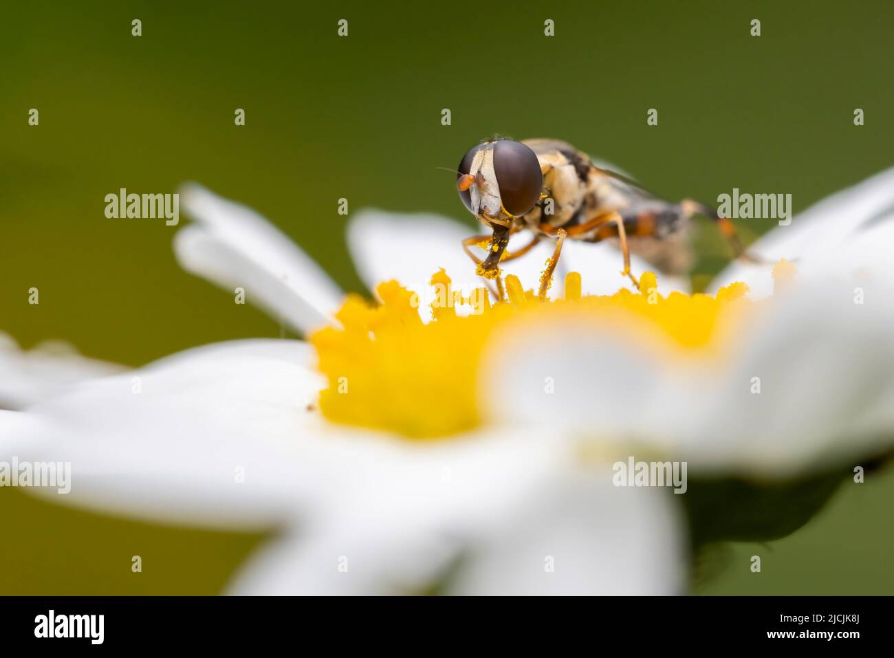 Hover Fly (Eupeodes spp.) mating in flight Stock Photo - Alamy