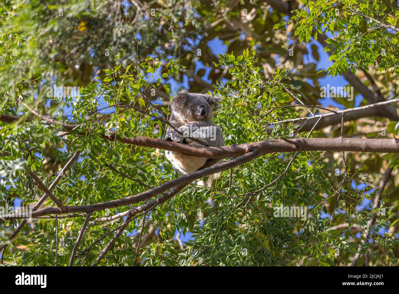 Furry koala bear sleeping high hi-res stock photography and images - Alamy