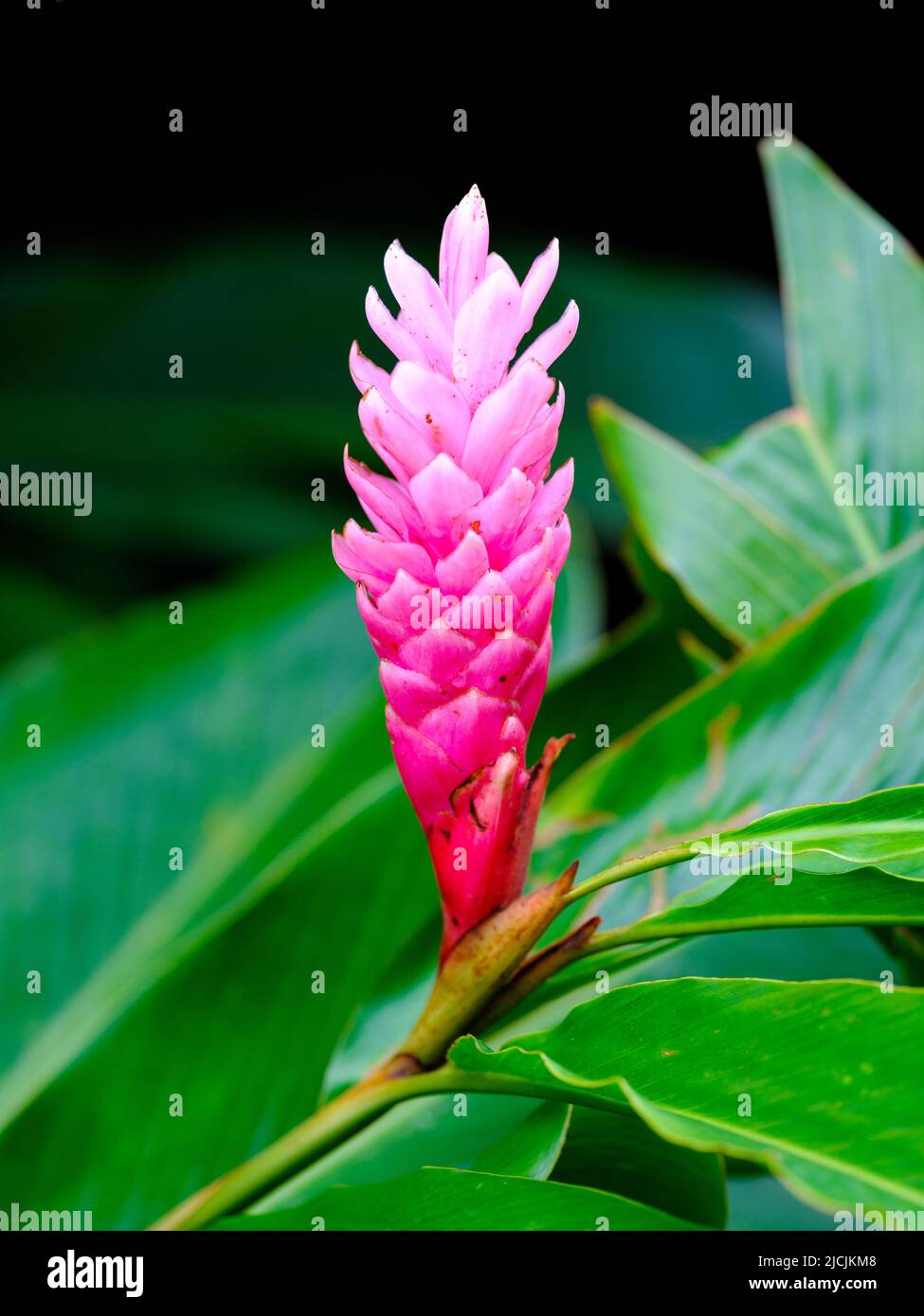 Pink ginger hi-res stock photography and images - Alamy