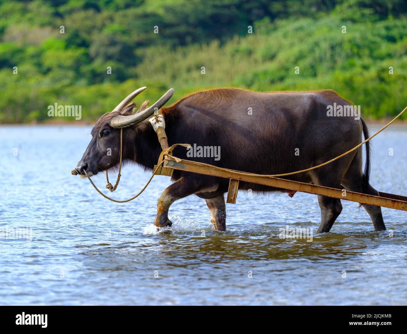 Taketomi water buffalo hi-res stock photography and images - Alamy