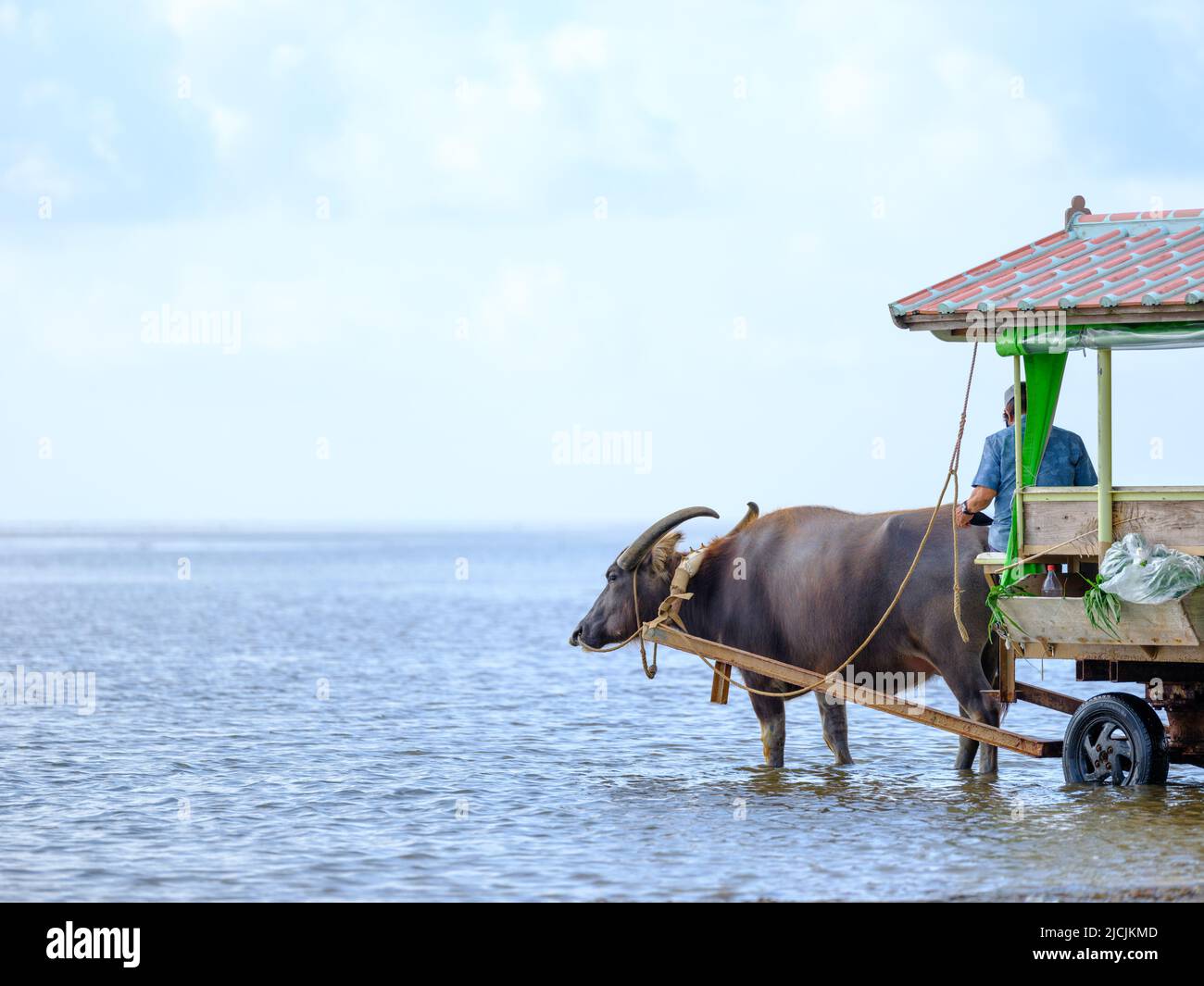Water buffalo carriage Stock Photo - Alamy