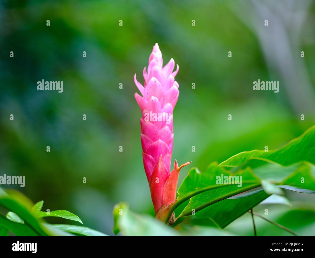 Land of green ginger hi-res stock photography and images - Alamy