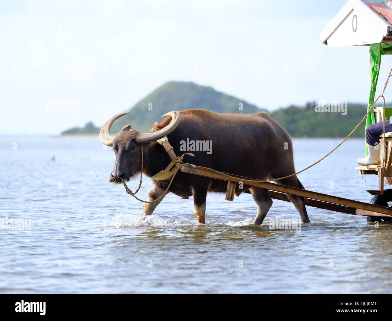 Water buffalo carriage Stock Photo - Alamy