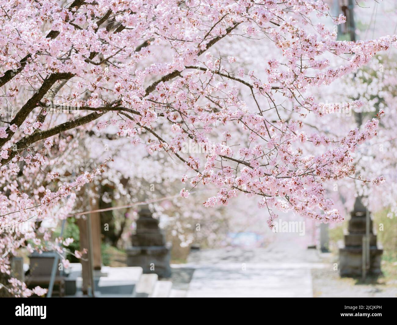 Cherry garden school hi-res stock photography and images - Alamy