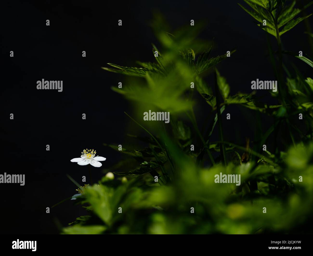 Kasai flower hi-res stock photography and images - Alamy