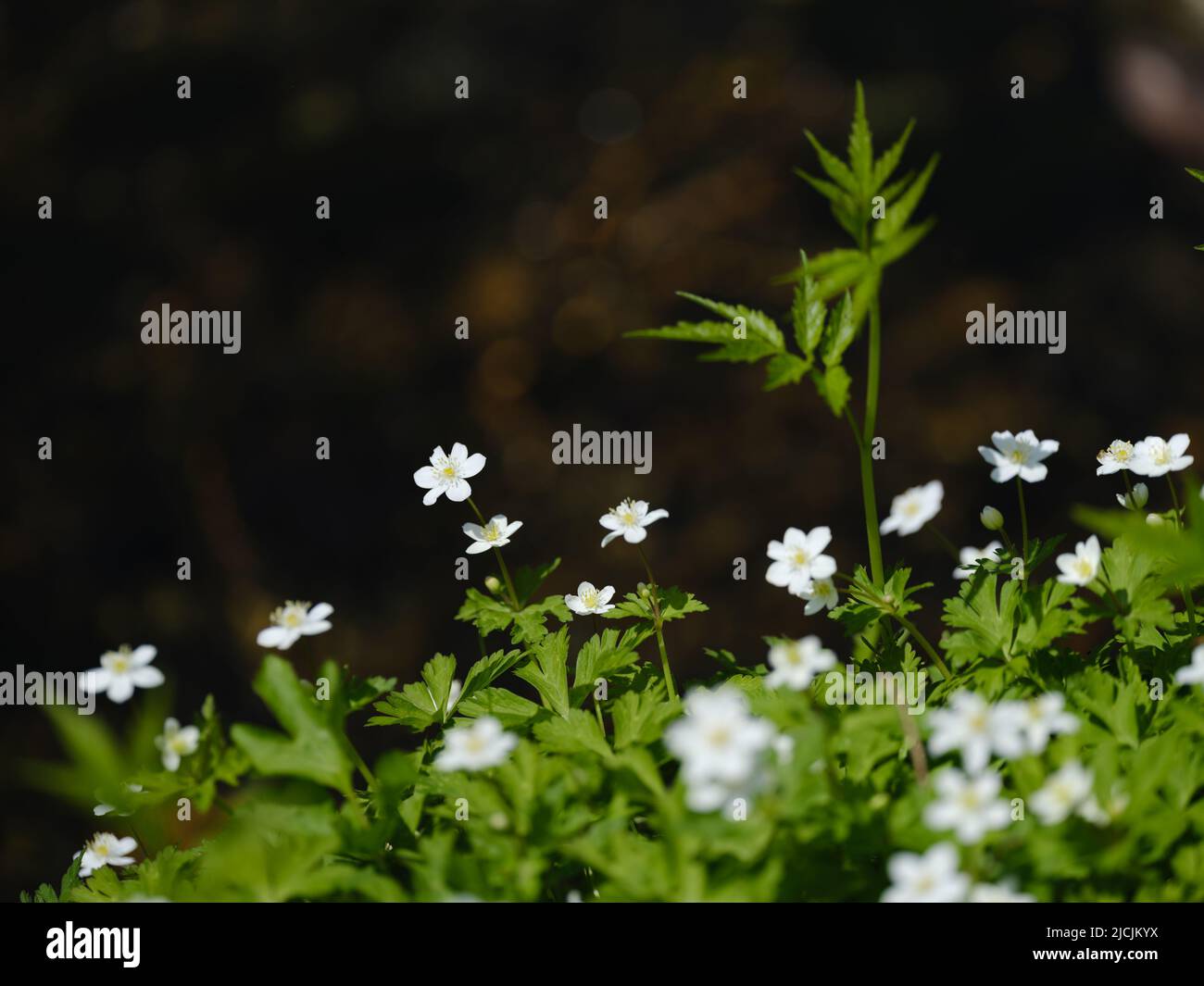 Kasai flower hi-res stock photography and images - Alamy