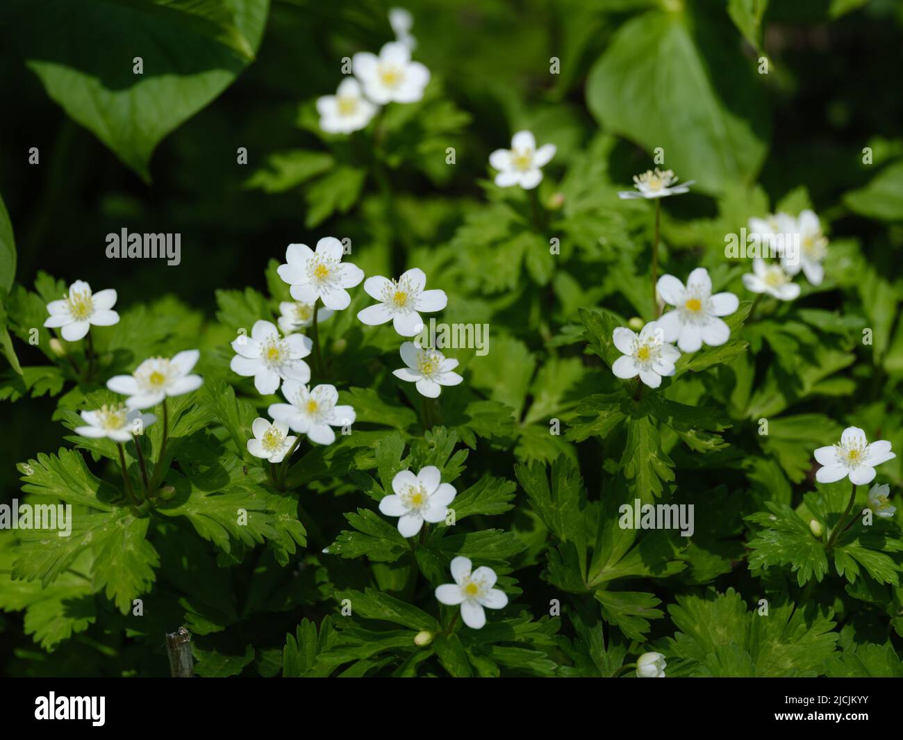 Kasai flower hi-res stock photography and images - Alamy