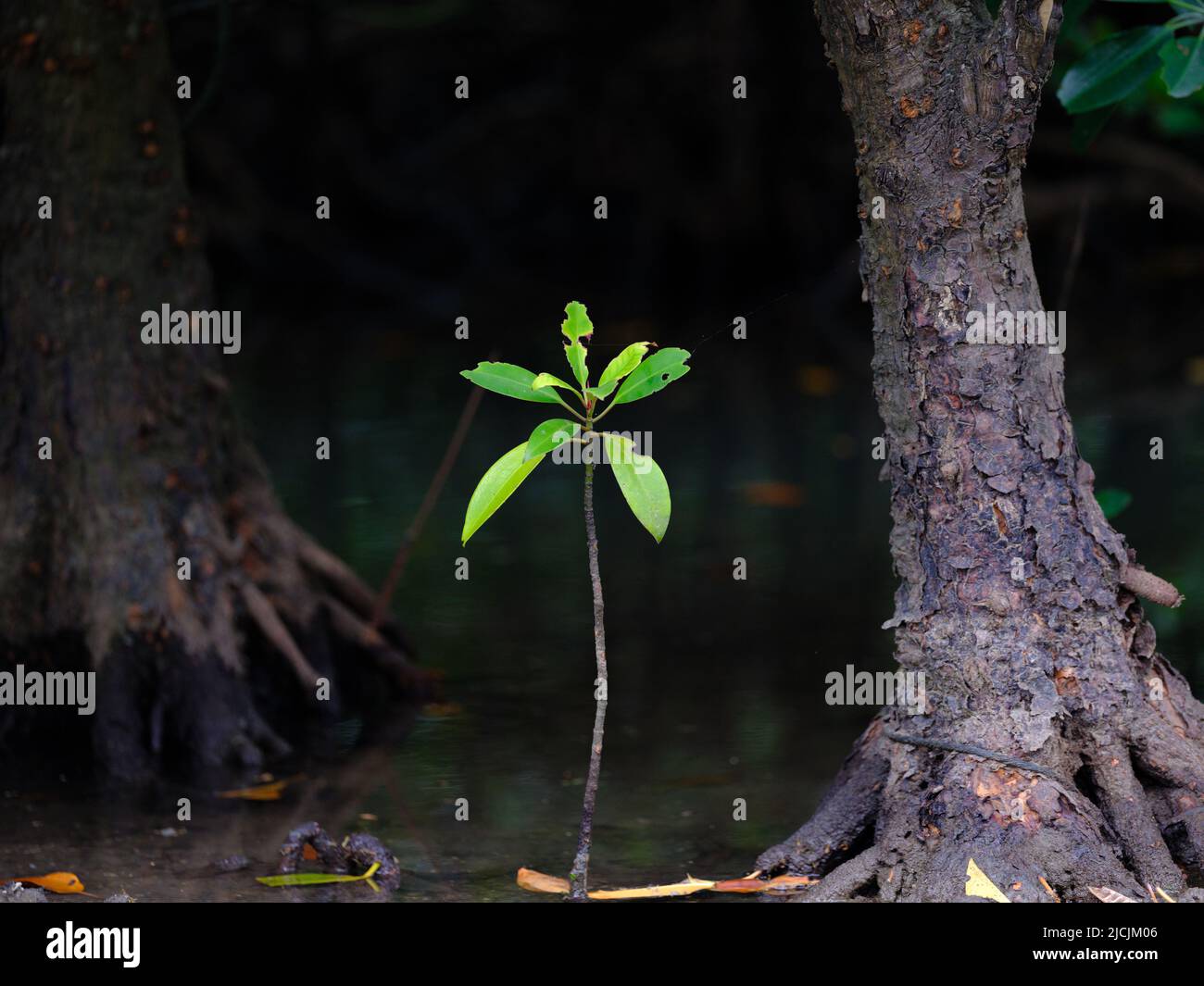 Bruguiera mangrove hi-res stock photography and images - Alamy