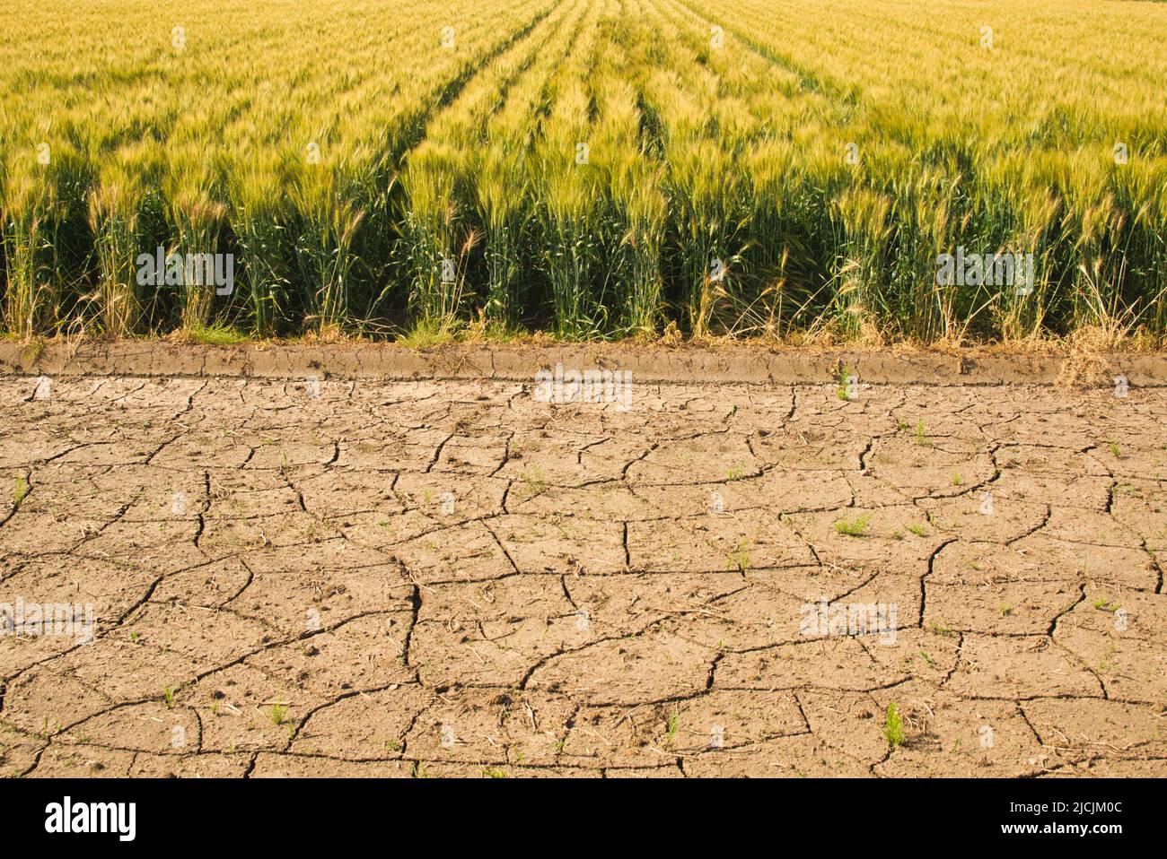 Dried up crop cracked ground hi-res stock photography and images - Alamy
