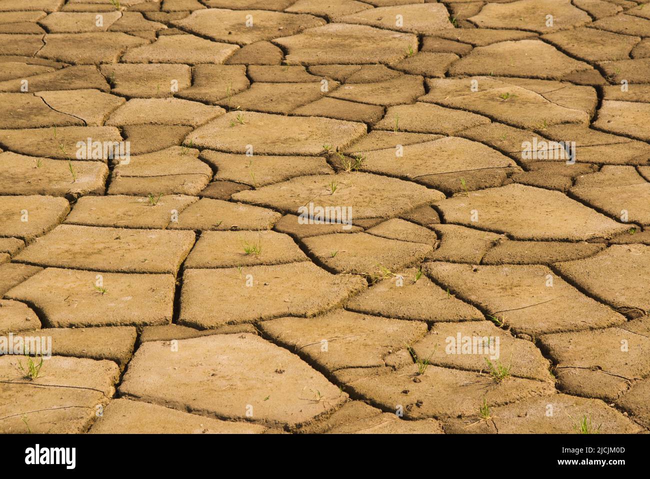 Dried up field cracked ground hi-res stock photography and images - Alamy