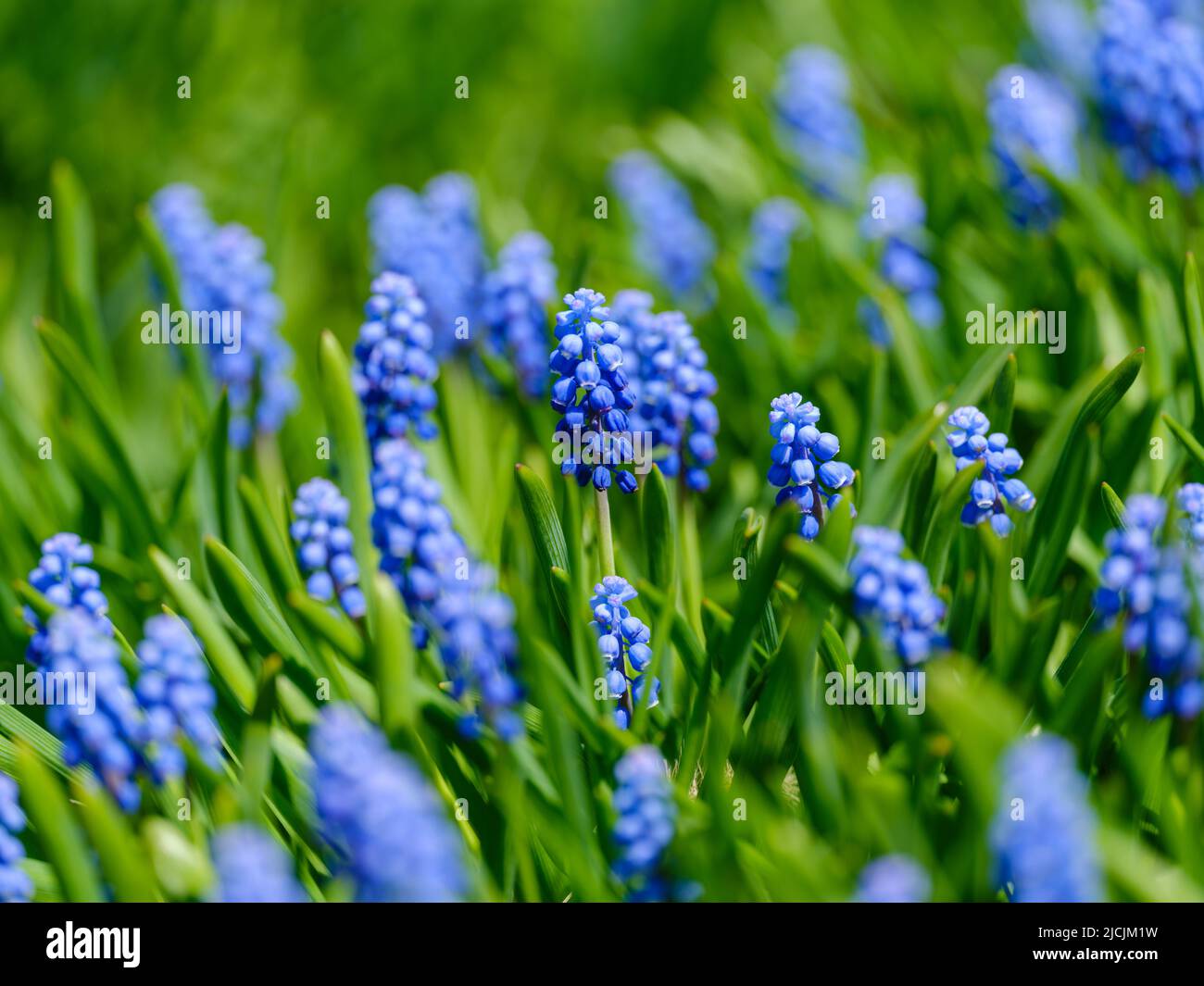 Muscarine hi-res stock photography and images - Alamy