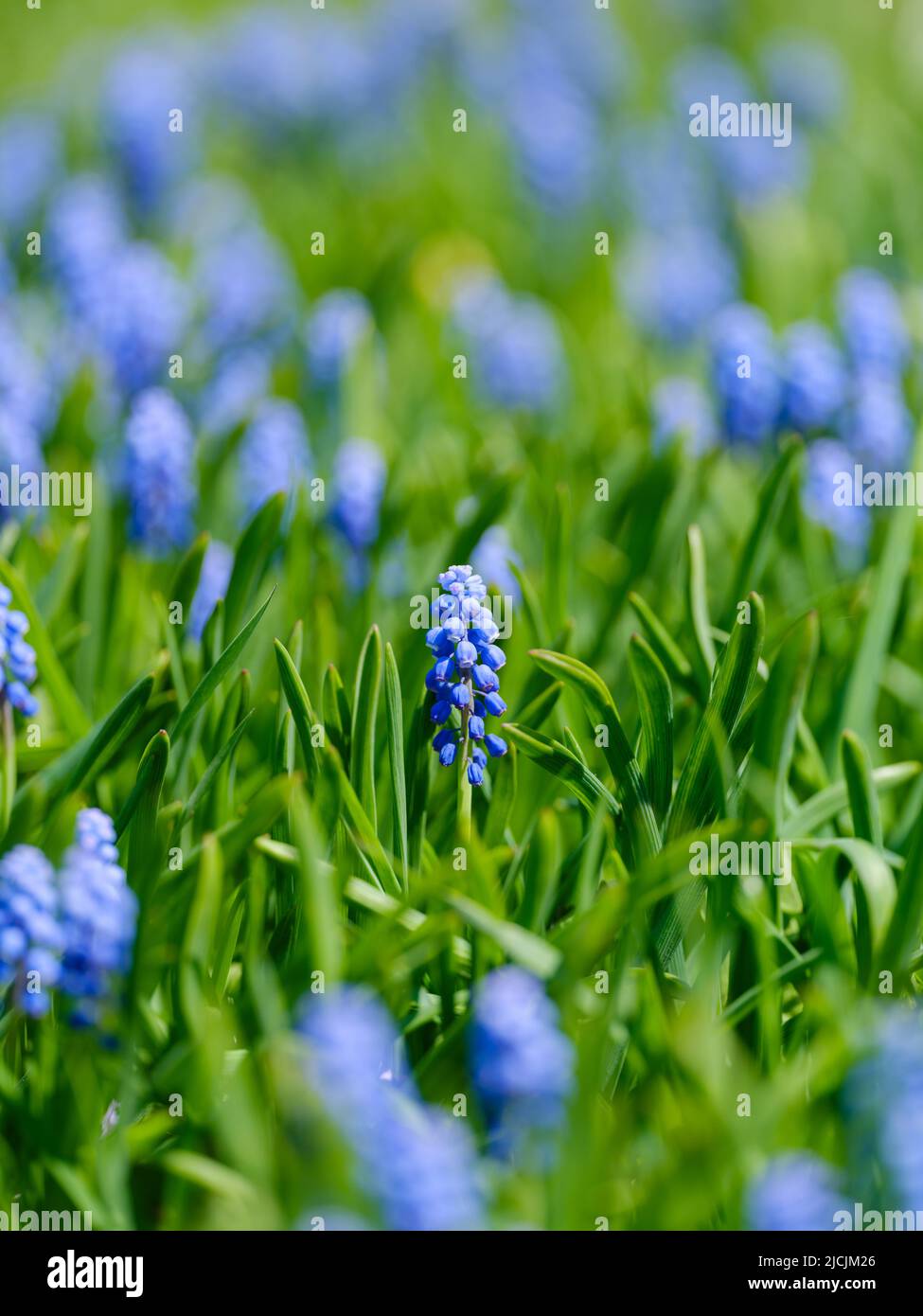 Muscarine hi-res stock photography and images - Alamy