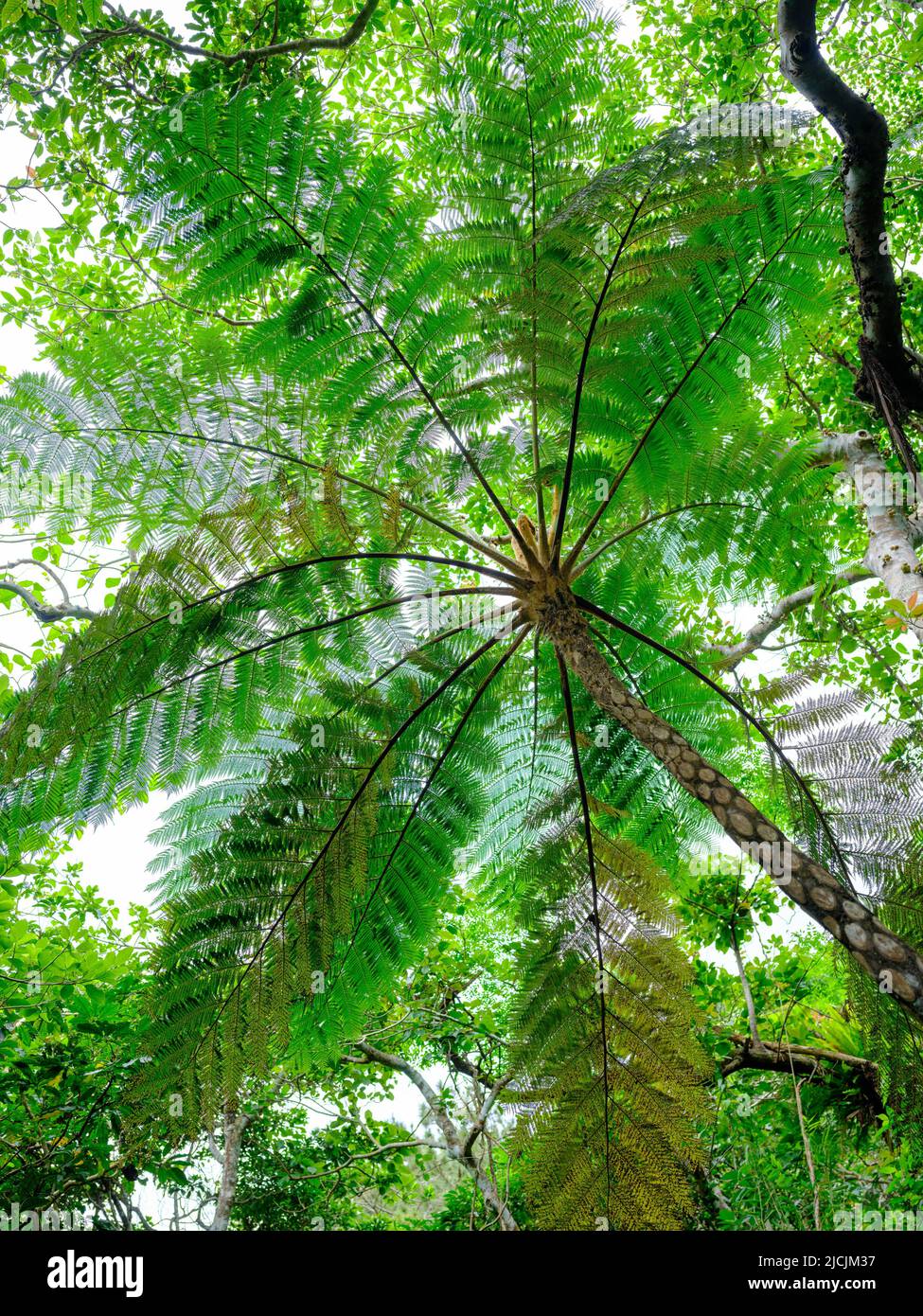 Flying spider hi-res stock photography and images - Alamy
