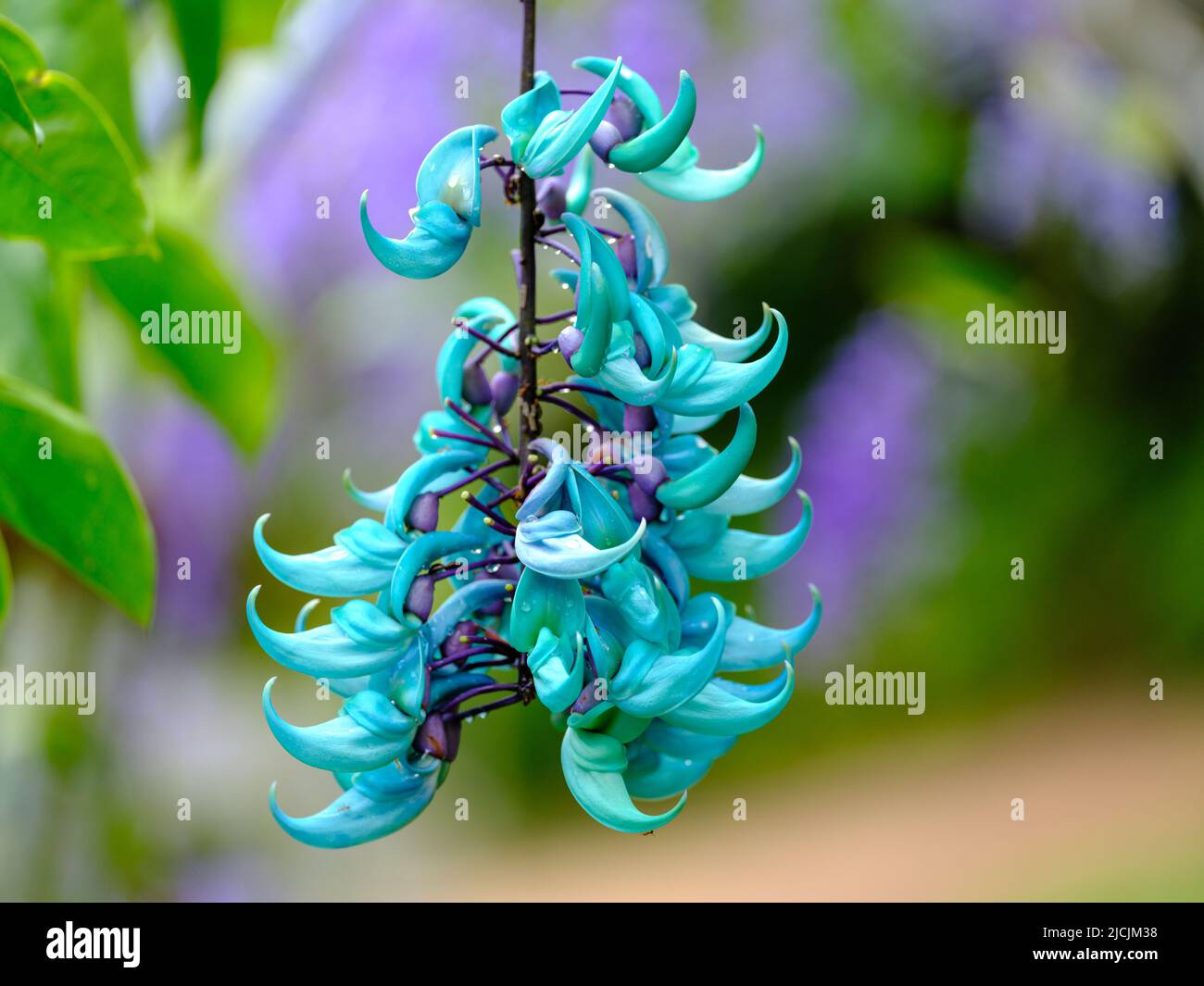 Strongylodon macrobotrys hi-res stock photography and images - Alamy