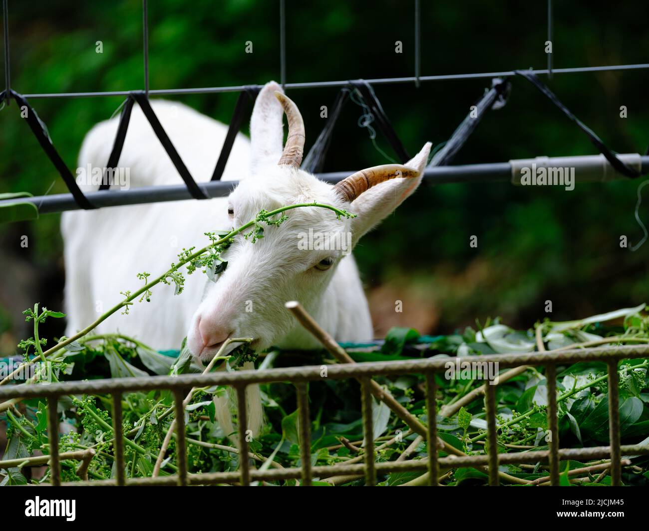 Goat eating grass hi-res stock photography and images - Alamy