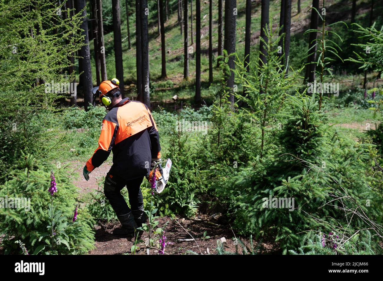 Jossgrund, Germany. 10th June, 2022. A forester walks with a chainsaw through a patch of young ...