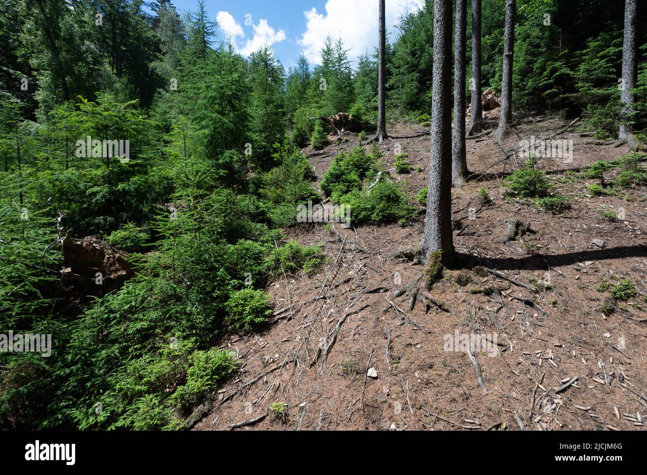 Jossgrund, Germany. 10th June, 2022. Next to spruces (right), young trees of different species ...