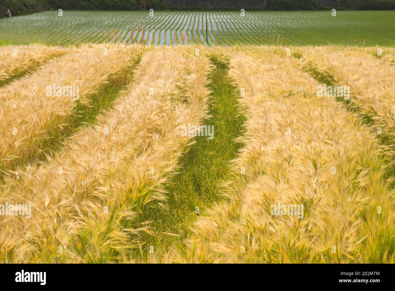 Wheat Field and Rice Paddy in Mt. Aso Caldera, Kumamoto Prefecture ...