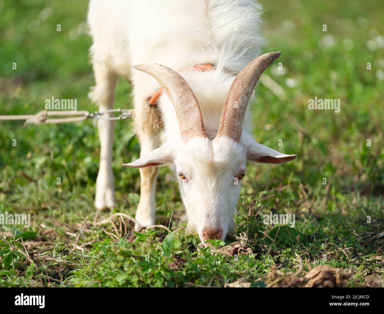 Goat Eating Grass Stock Photo - Alamy