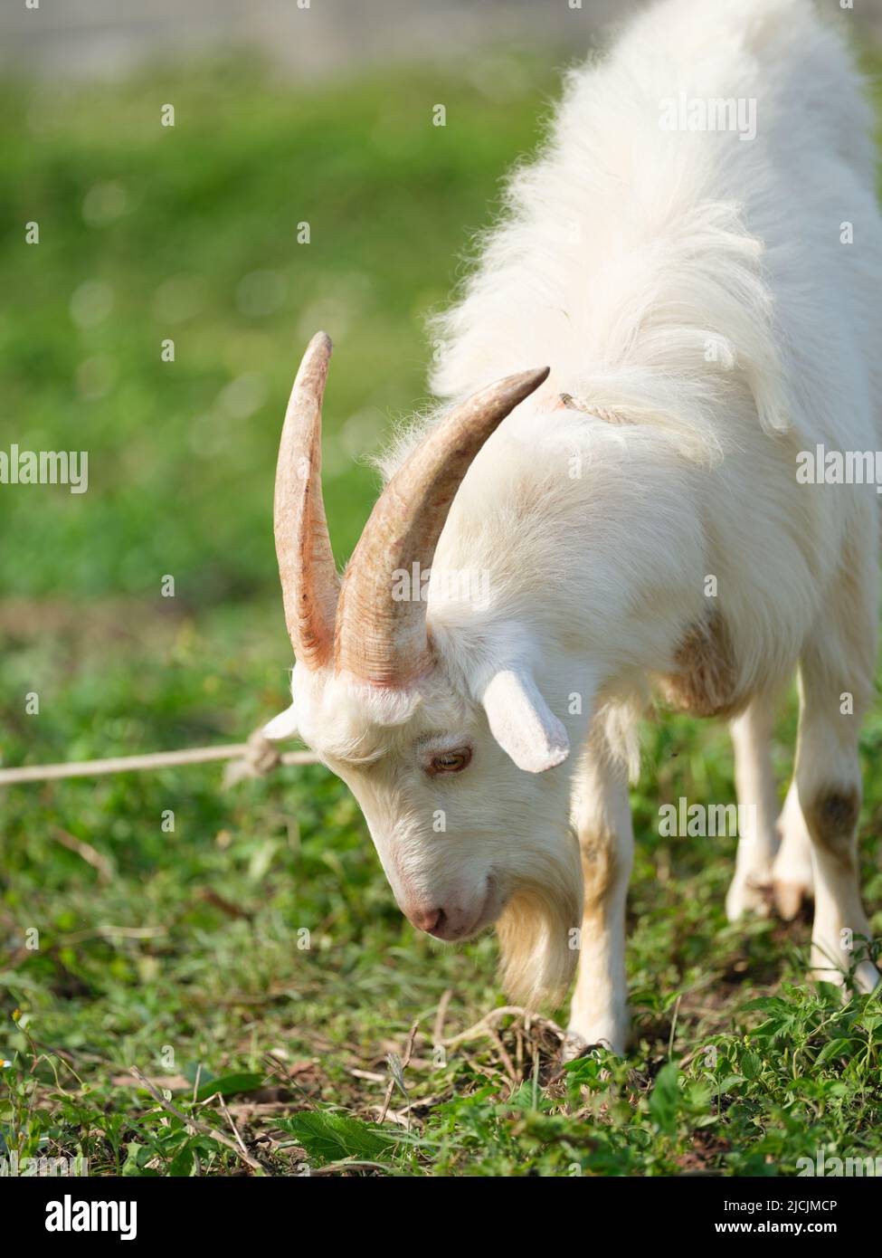 Goat Eating Grass Stock Photo - Alamy