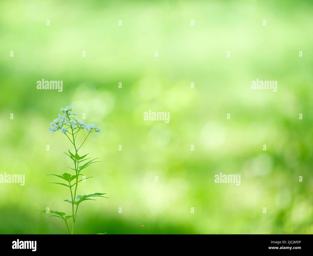 Cardamine leucantha hi-res stock photography and images - Alamy