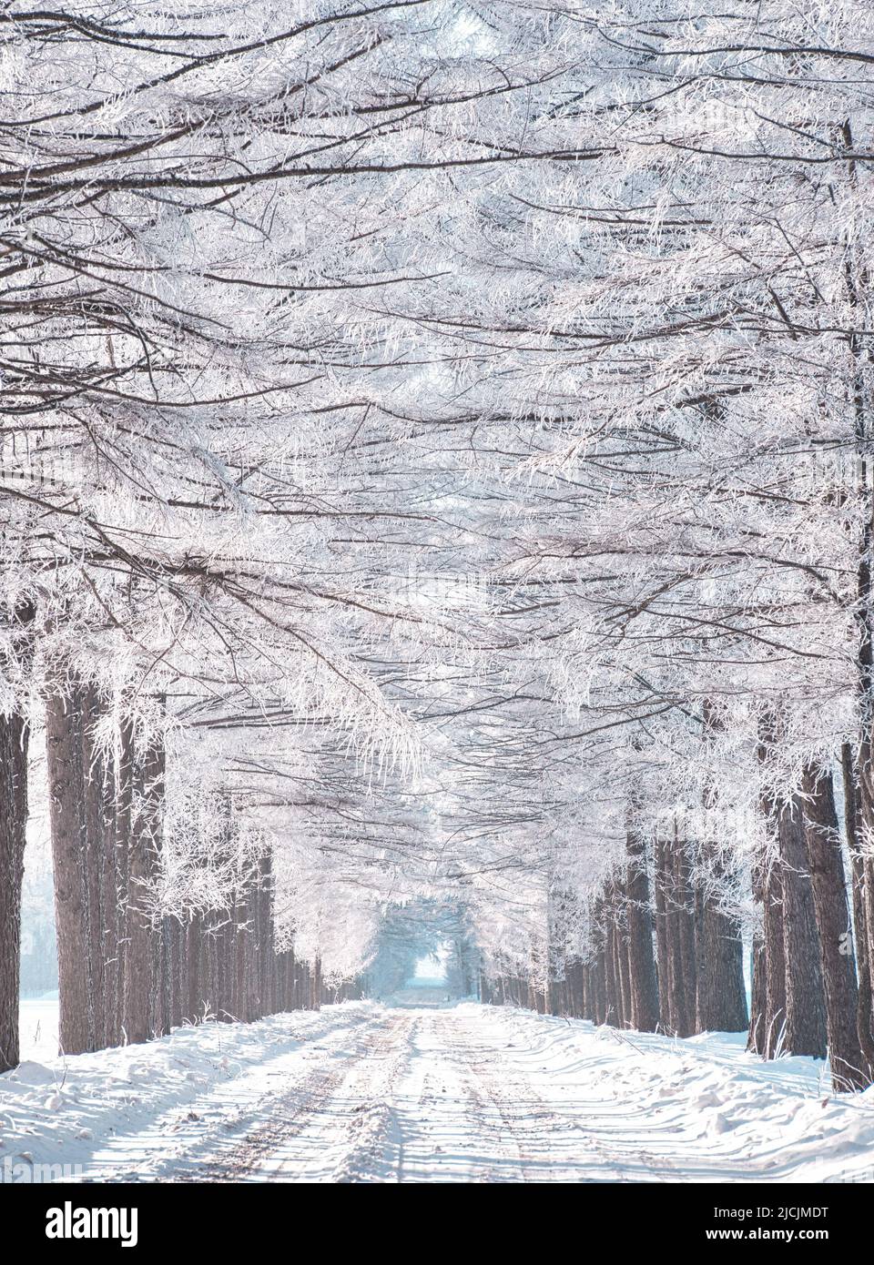 Road Lined with Rime Ice Trees Stock Photo - Alamy