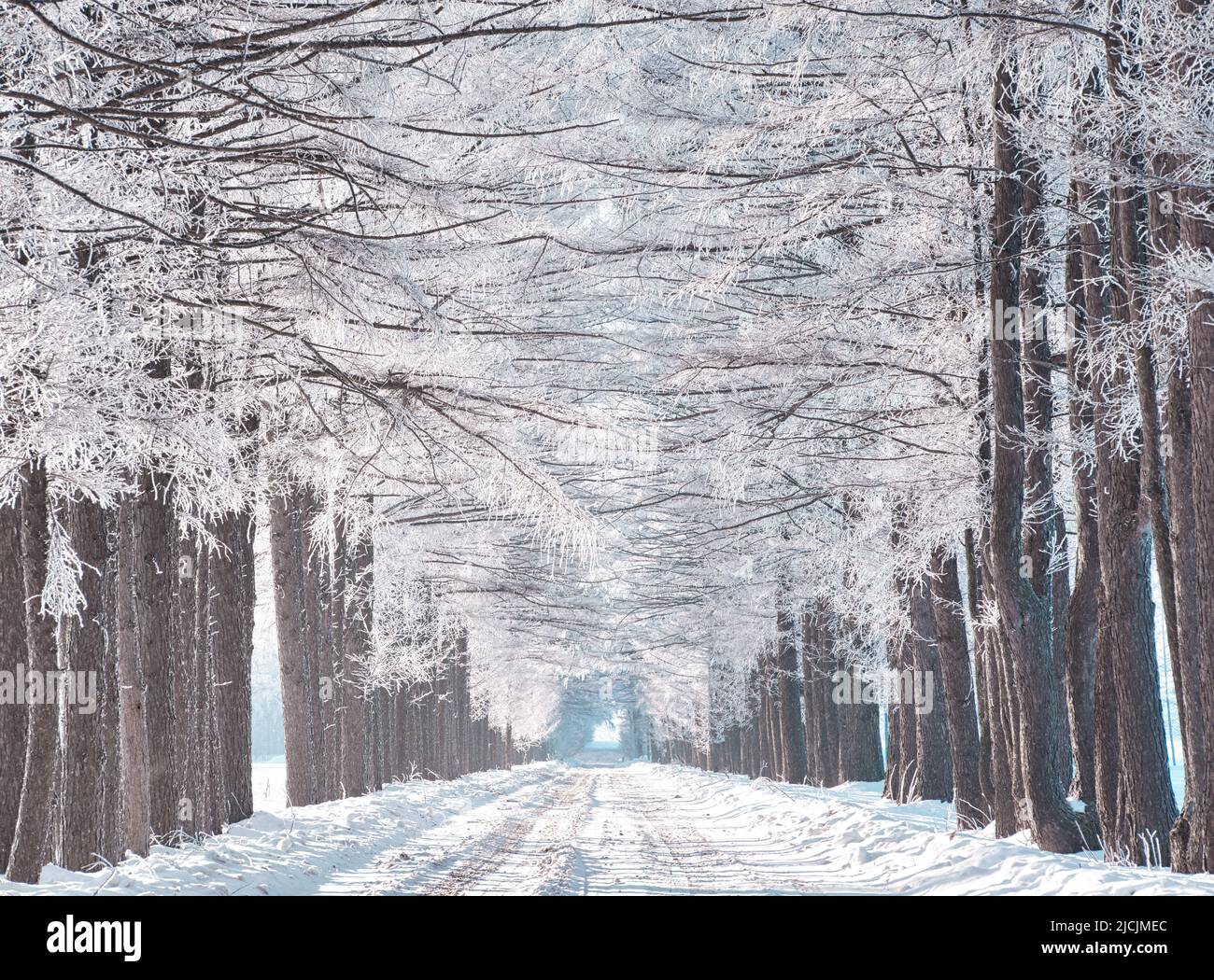 Road Lined with Rime Ice Trees Stock Photo - Alamy