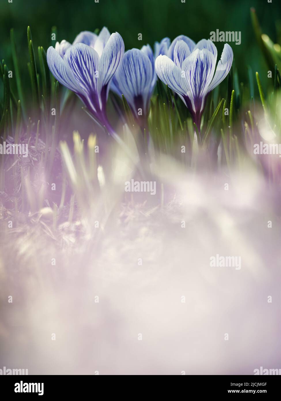 Japan spring flower crocus hi-res stock photography and images - Alamy