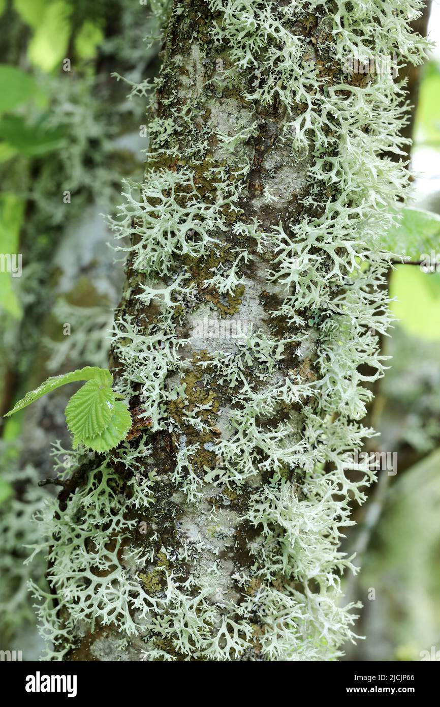 Oak moss lichen hi-res stock photography and images - Alamy